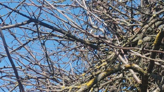 Прибежала белочка в гости