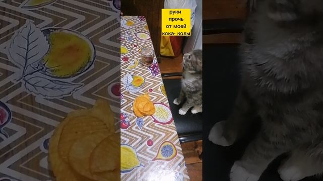А ну ка руки убрал. Смешные видео о котах и не только.