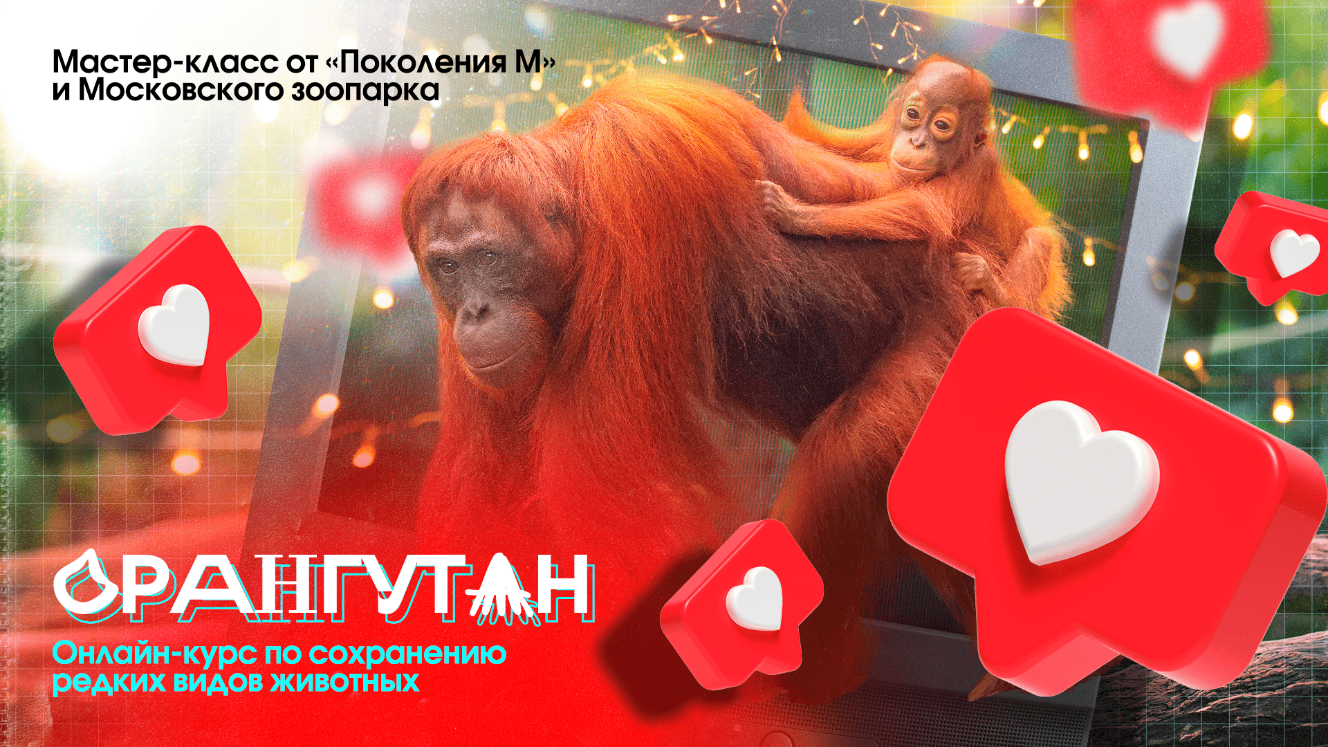 Орангутан. Онлайн-курс по сохранению редких видов животных