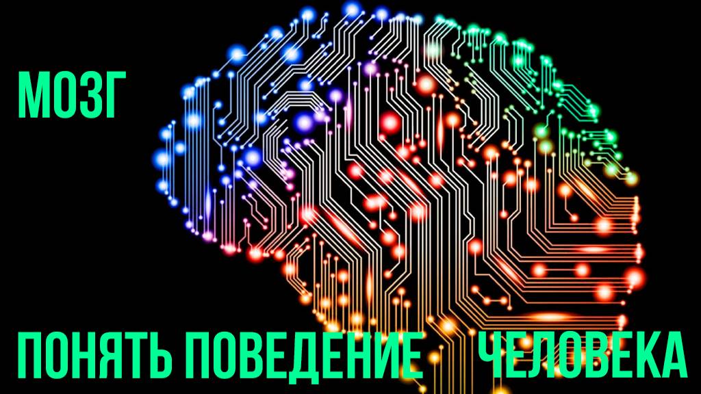 Мозг человека. Понять поведение человека помогает теория трех видов мозга.