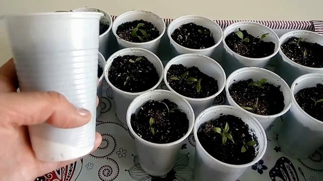 Как победить ЧЕРНУЮ НОЖКУ_ ДЕЙСТВЕННЫЙ МЕТОД!.mp4