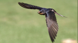 "Ласточка" (Коренблит.-Плещеев). Мегапроект "Экология русского языка. Синтез слова и музыки"
