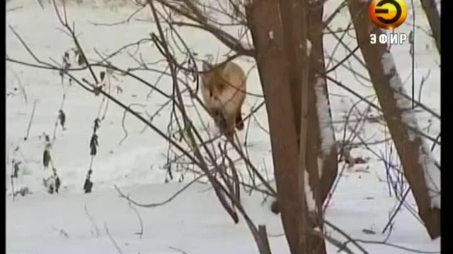 Лису отлавливать не будут. Программа "Город" ТК Эфир от 22.12.2011