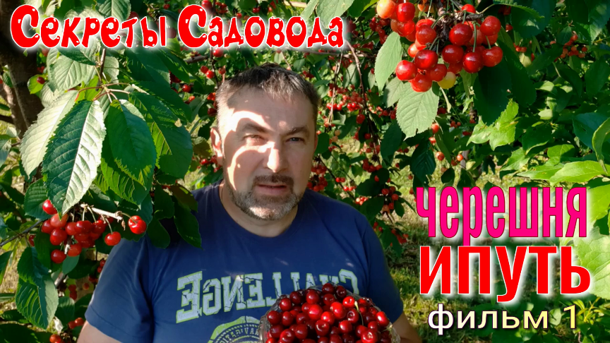 Черешня ИПУТЬ. Фильм 1 "Секреты Садовода"
