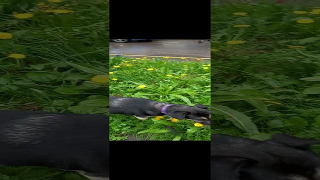 😒Маша заболела, её укусил клещ. #dogs #shorts #short #shortsvideo #shortvideo #funny #собака #video