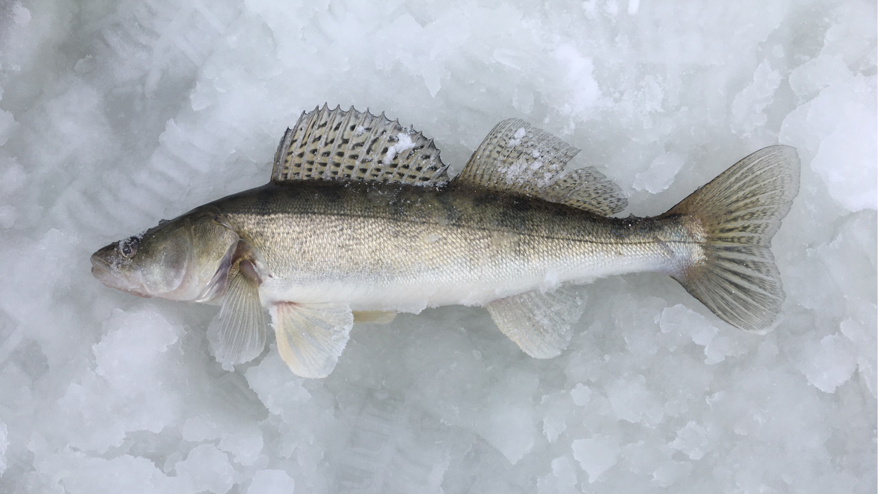 ЗА СУДАКОМ СО ЛЬДА НА РАТТЛИН ЧАСТЬ 5.mp4