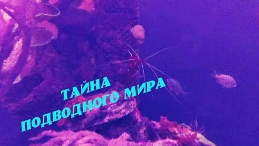 ТАЙНА ПОДВОДНОГО МИРА. Александра Миркушова