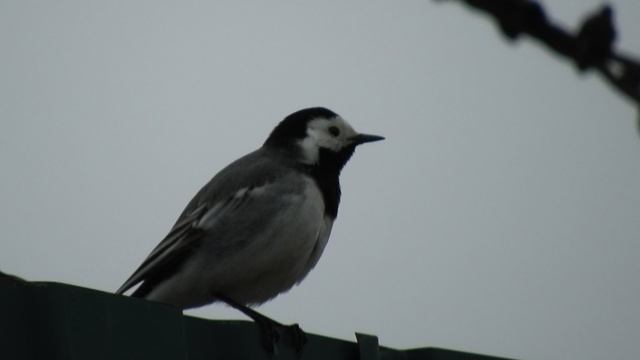 Биосфера. Песня белой трясогузки. Редкая удача. Город, рядом оживлённая дорога...