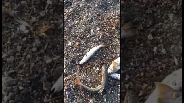 Ловля кунджи на воблер 80 мм (13 гр) от Mr. Musurok