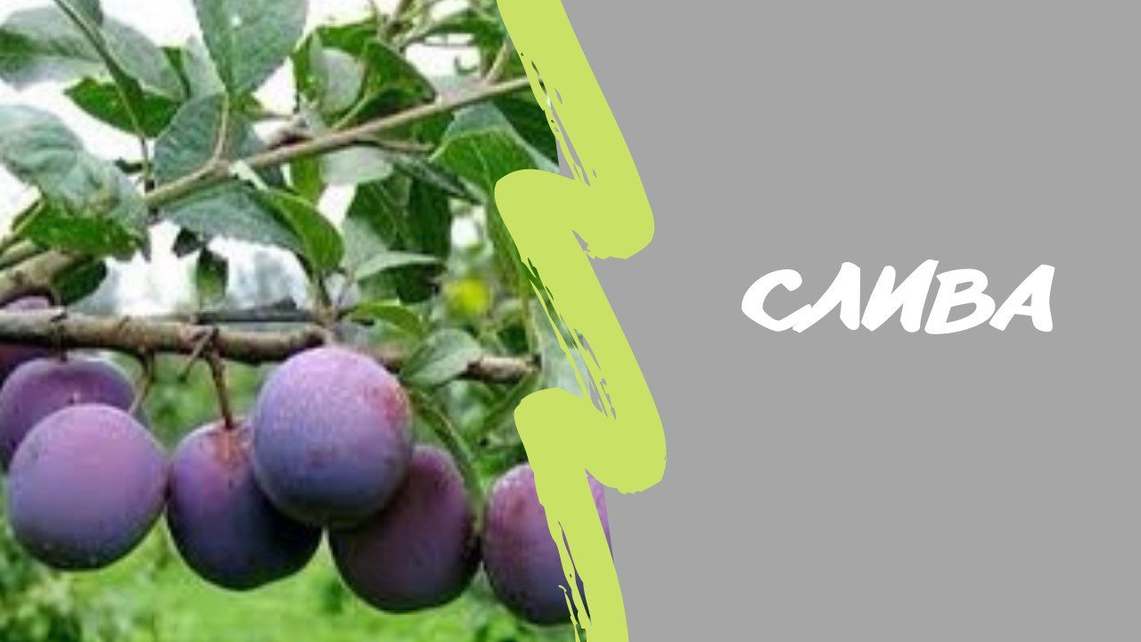 Весенняя обрезка сливы? сорт Гармония.