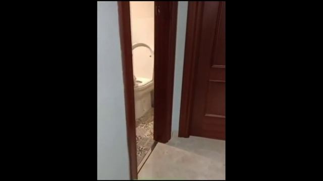 funny dogs 57#Shorts.mp4