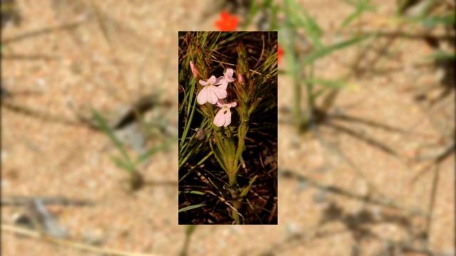 Род Стрига (Striga spp.).mp4