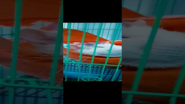 Крыс кайфует