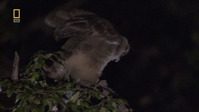 Дикая природа России 5 серия «Таежный край» (документальный сериал, 2009)