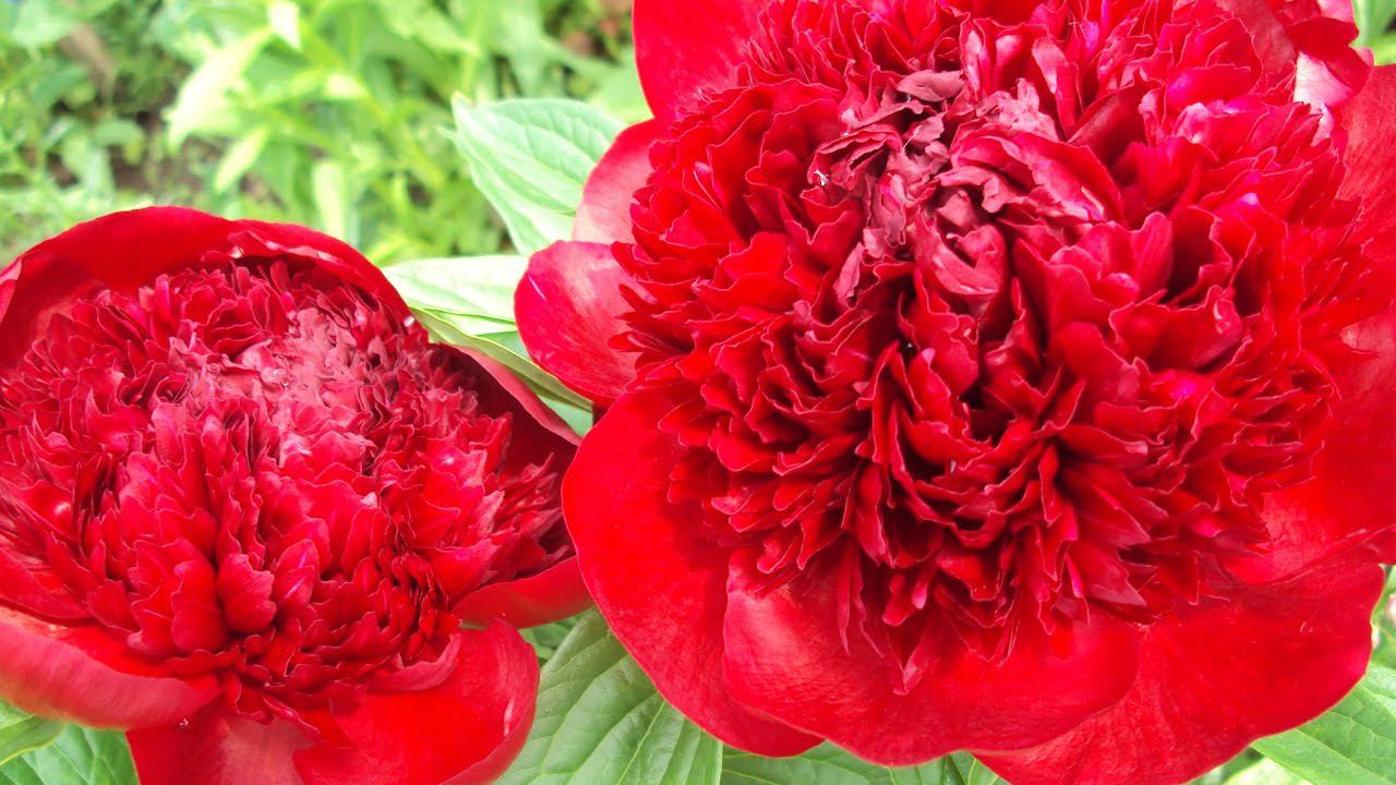 Пионы махровые на прусадебном участке.