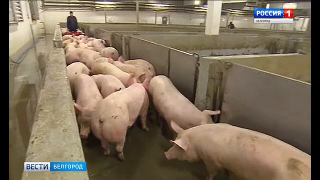 Семинар "Организация системы контроля #антимикробных препаратов в свиноводстве" в Белгороде