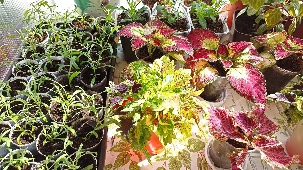 Обзор рассады цветов и овощей в домашних условиях на 28 марта.