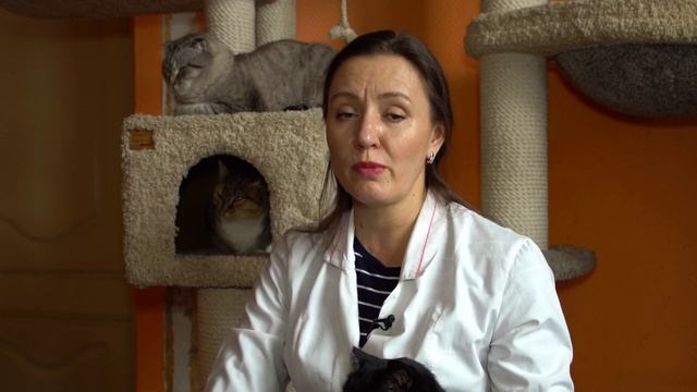 Почему кошки могут быть нечистоплотными?