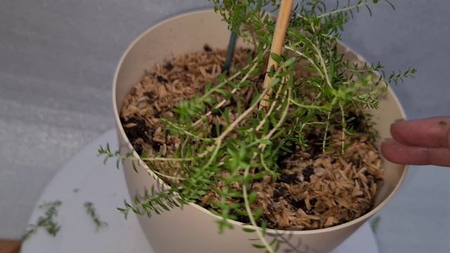 Триптомена розовая 6