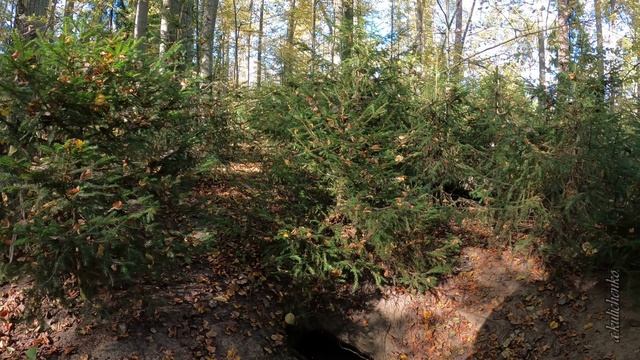 ДОРОГА В ОСЕНЬ