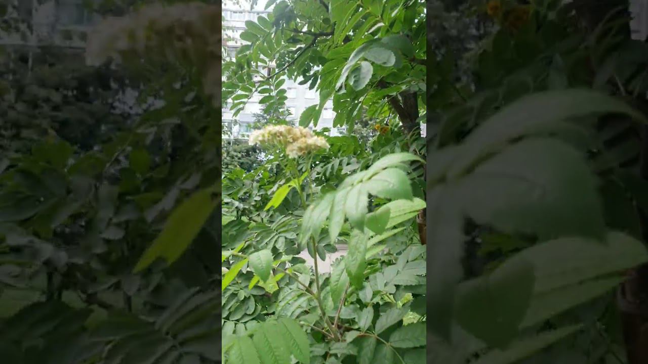 5.07.2024 г. рябина цветёт, #shorts.