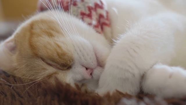 Усыпляющее Кошачье  Мурлыканье . Лечебные Звуки Для Релакса И Медитации.