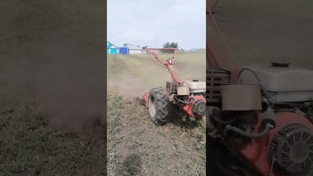 Готовлю участок с  мотоблоком Агро для посева  семян фацелии.