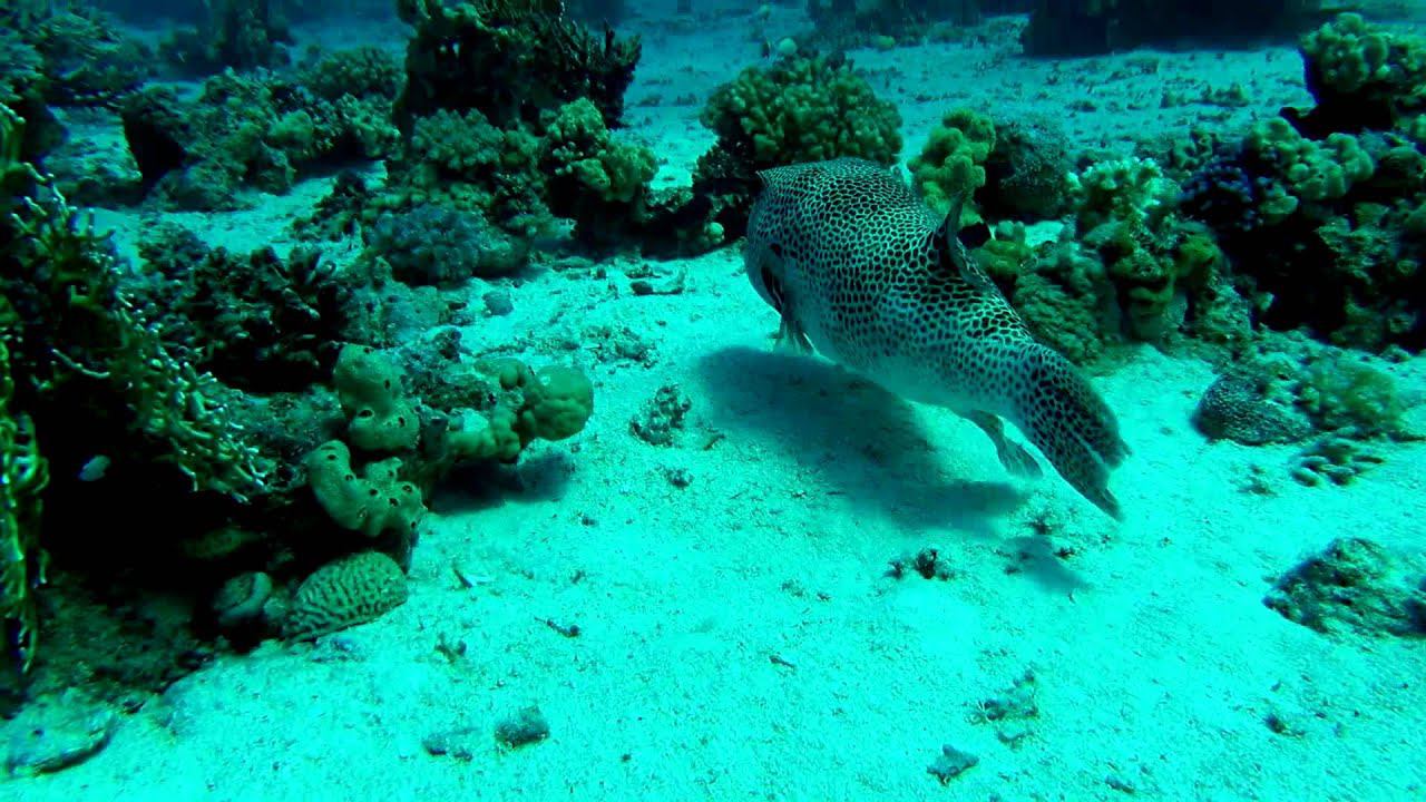 Abu Nugar & Shaab Ires