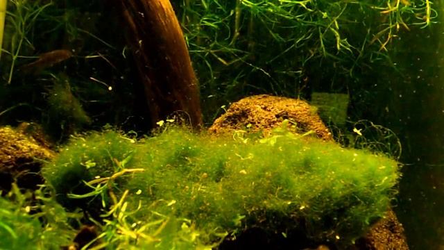 Danio erythromicron.mp4