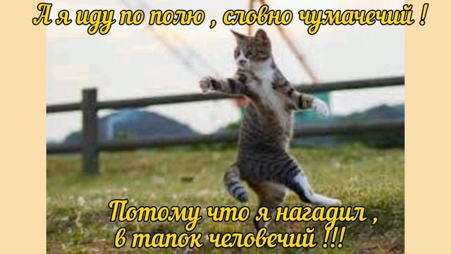 Сколько котов и одна рыжая , наглая морда !!!???