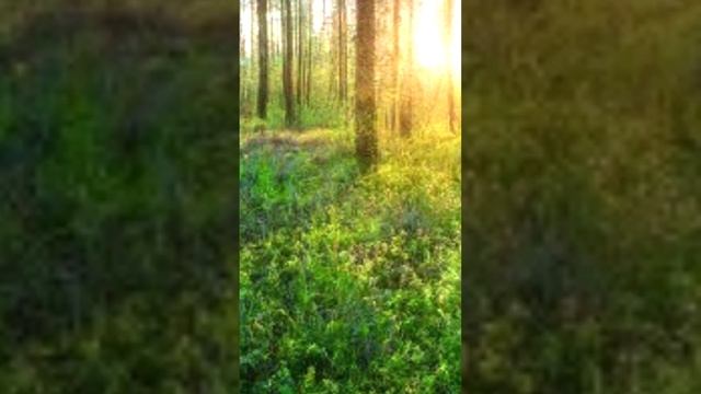 Лето. Читает автор, Н. Милованова-Сосновская