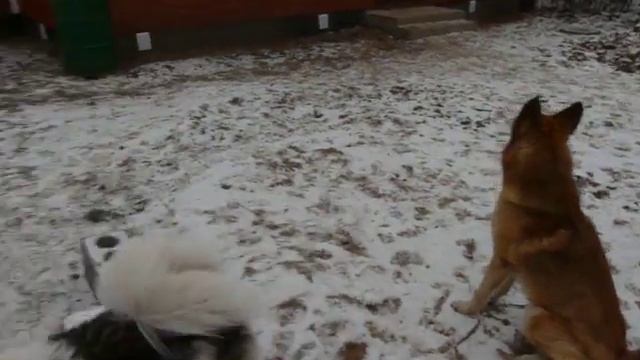 Ганька и Денька на даче