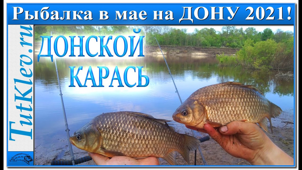 Рыбалка в мае на Дону. Половили карася и густеру на фидер.mp4