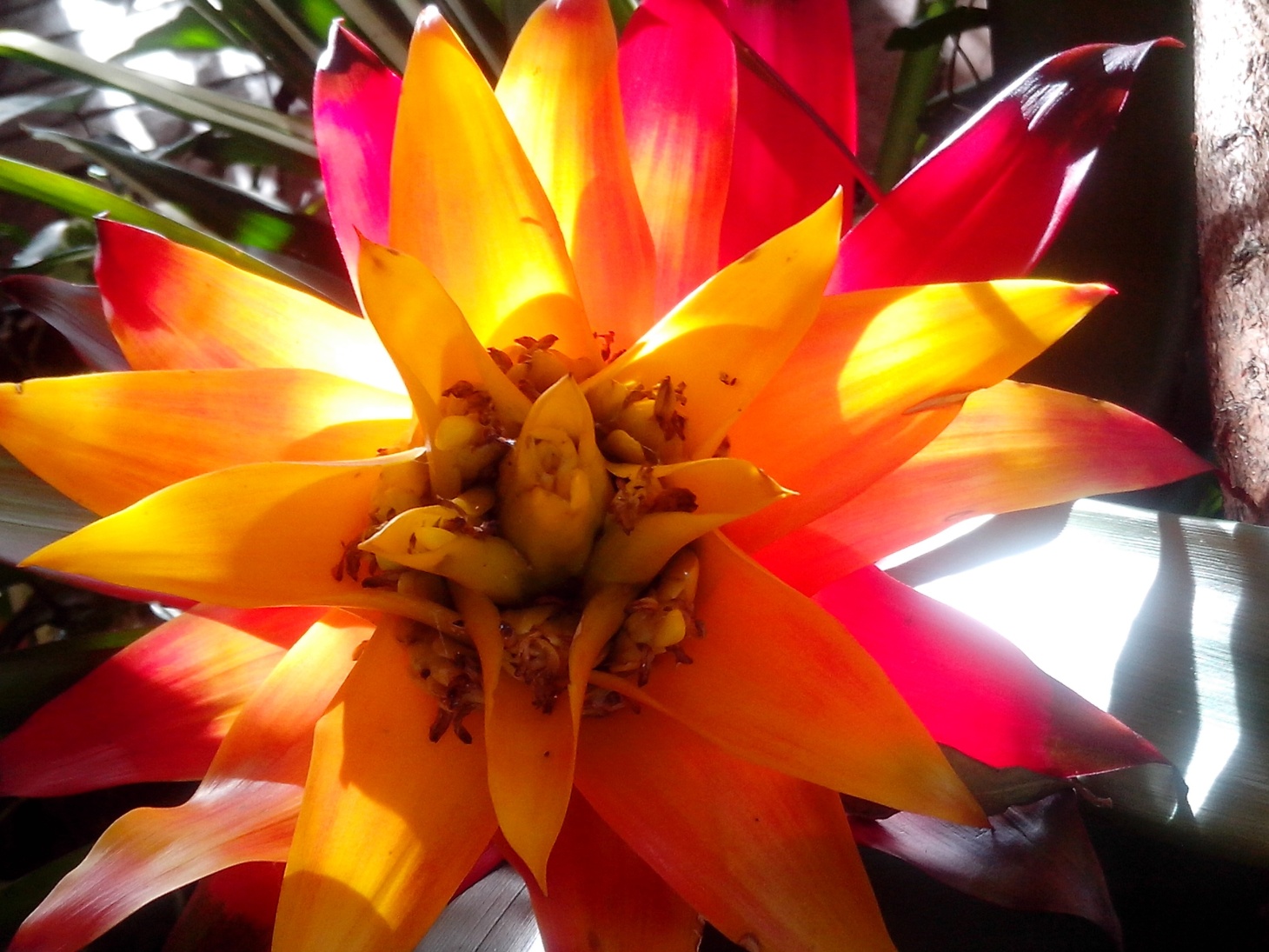 Бромелия РЕЛАКС АРТ-ТЕРАПИЯ ИМПРОВИЗАЦИЯ композитор Виктор Анохин #piano #instrumentalmusic #цветы