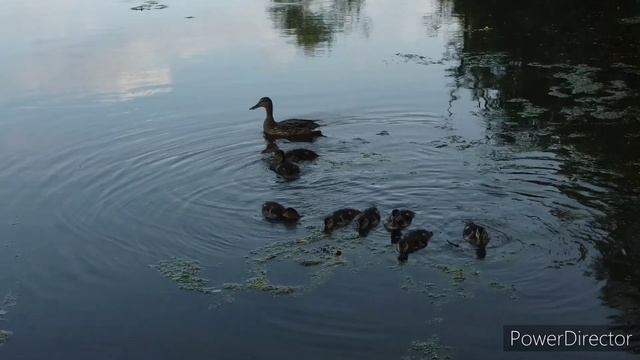 Ртищево. На пруду 1.06.23 .mp4