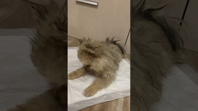 Микки после душа)