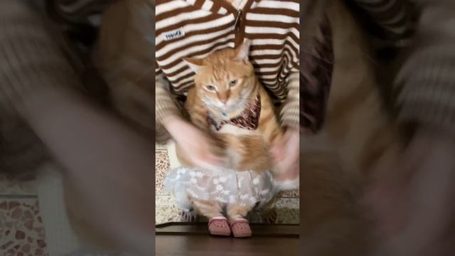 Котёнок 2023, танцы, серия № 100?