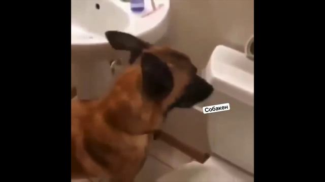 СОБАКИ - УМНЯКИ -2 :  ))