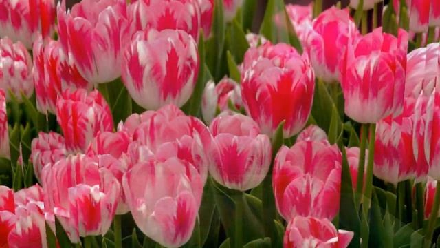 Красивое Поздравление с 8 марта? Музыкальная Видео Открытка 8 Марта! С праздником! Будь счастлива!