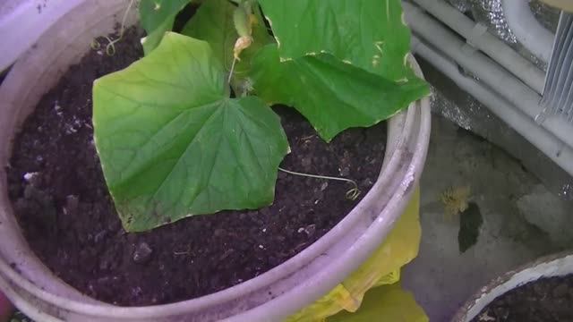 Обзор зимней теплицы на 16 марта 2022г.