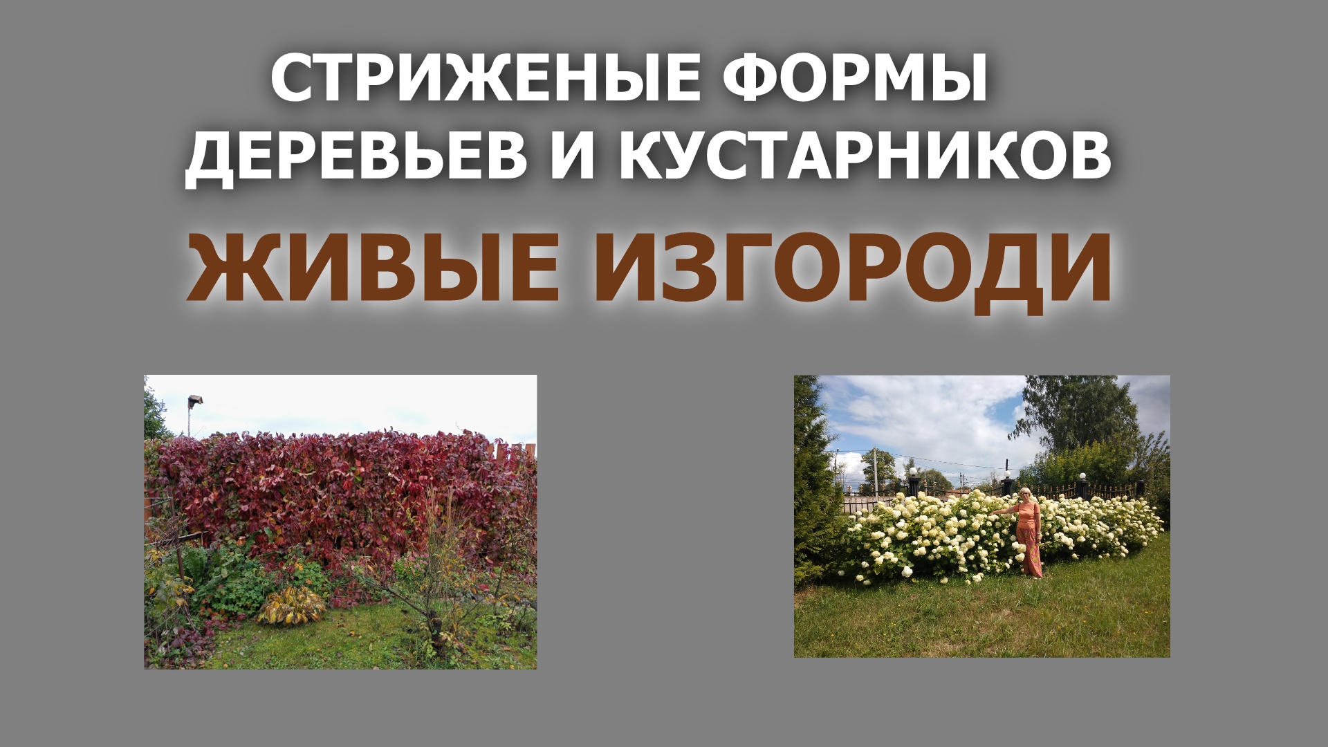 Живые изгороди