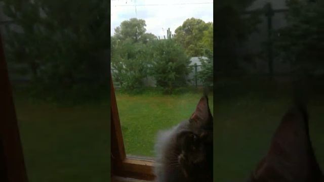 Caprice охотник