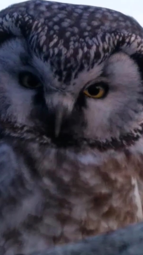 Сова прилетела из леса