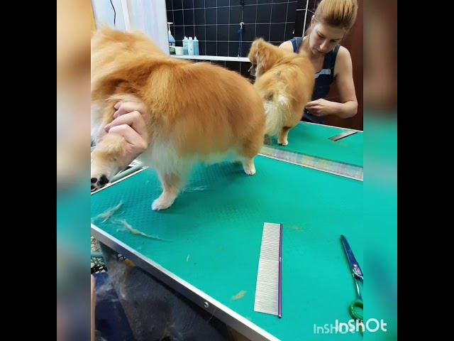 Как подстричь шпица?