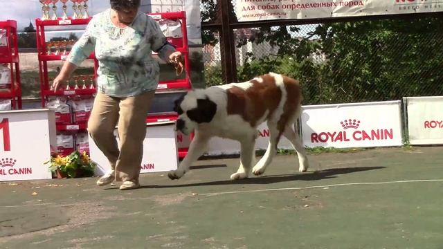 1-й день международной выставки собак всех пород "Псковский сувенир 2017".
