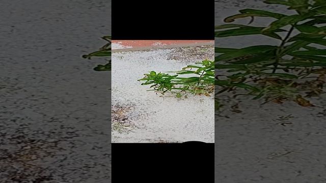 Тополиный пух жара июль