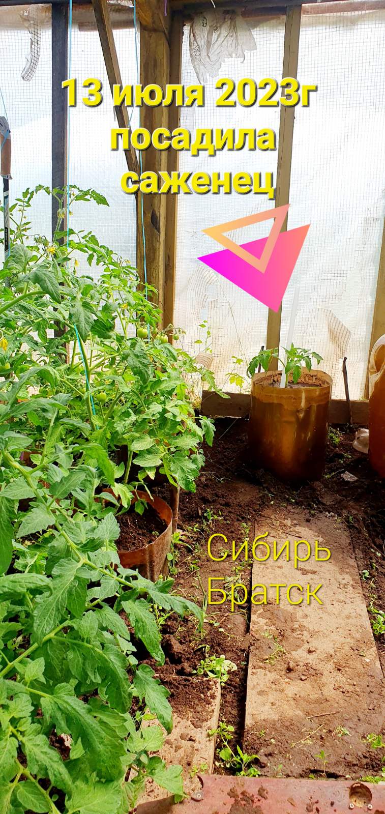 Сибирь, Дача выращиваем томаты Братск Крутой дачник
