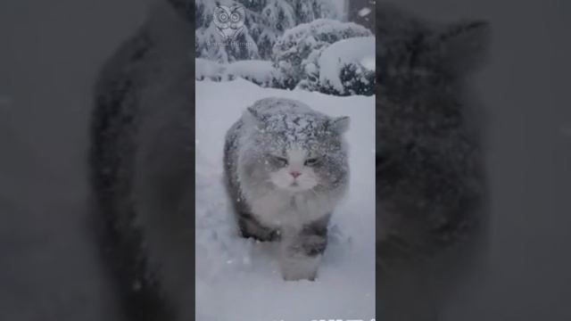 С наступающим Новым годом, друзья! ?