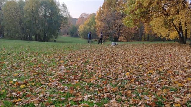 австралийская овчарка Астра - тренировки на Вернадского.mp4