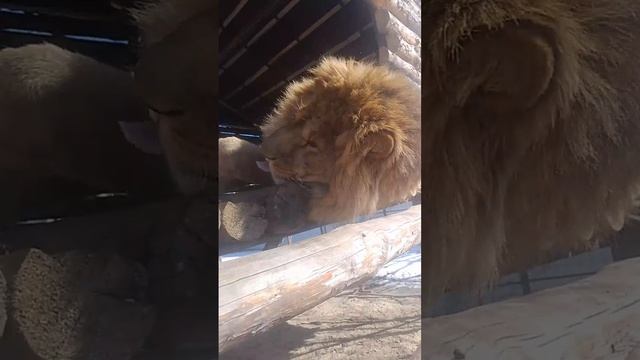 львы соперничают за внимание